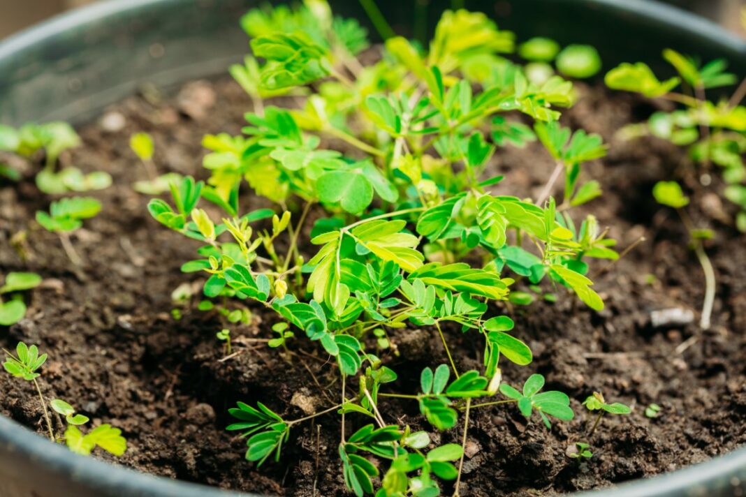 Mimosa en pot : comment bien le planter et l'entretenir ? - Mon Potager