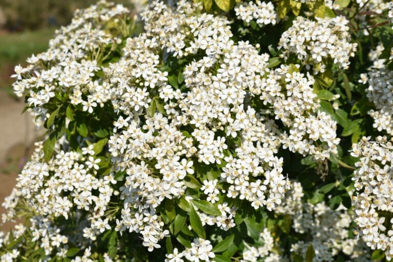 Quand et comment tailler l'oranger du Mexique ? - Mon Potager