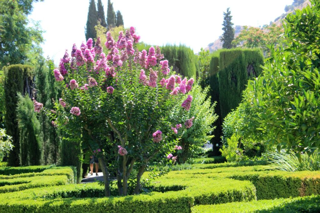Comment cultiver le lilas des Indes en pot ? - Mon Potager
